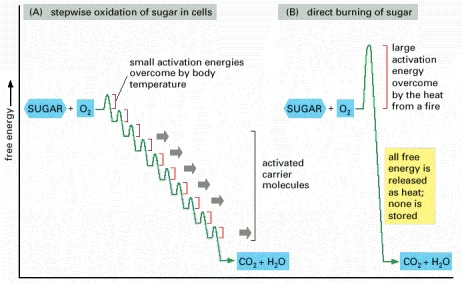 Energy’S UP: Instalment Five. Methods of Metabolism – I SUP Explore